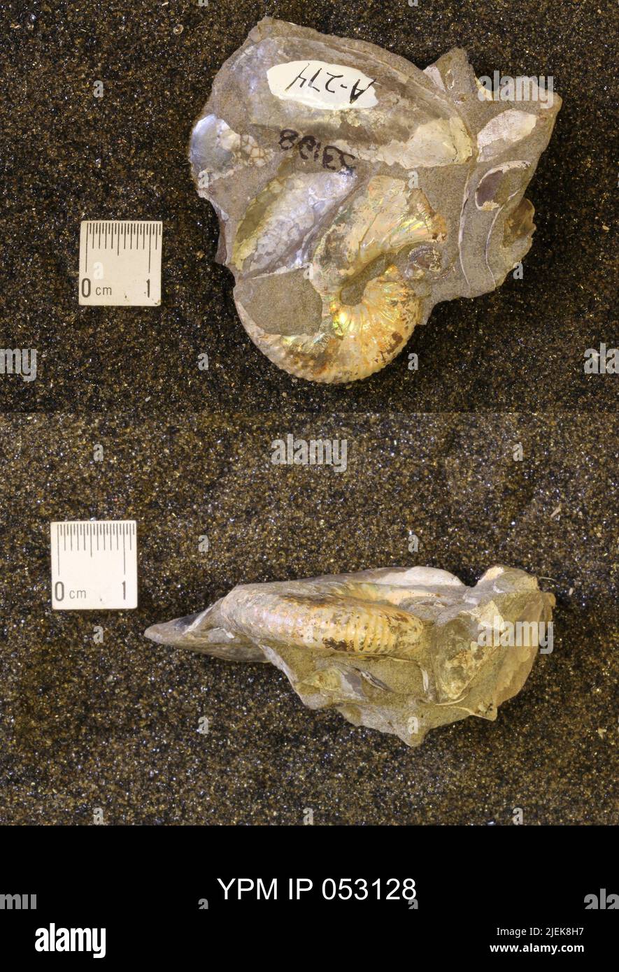 Discoscaphites conradi morton animalia hi-res stock photography and ...