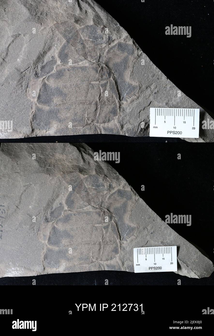 Pterygotus (Acutiramus) macrophthalmus (Hall Stock Photo - Alamy