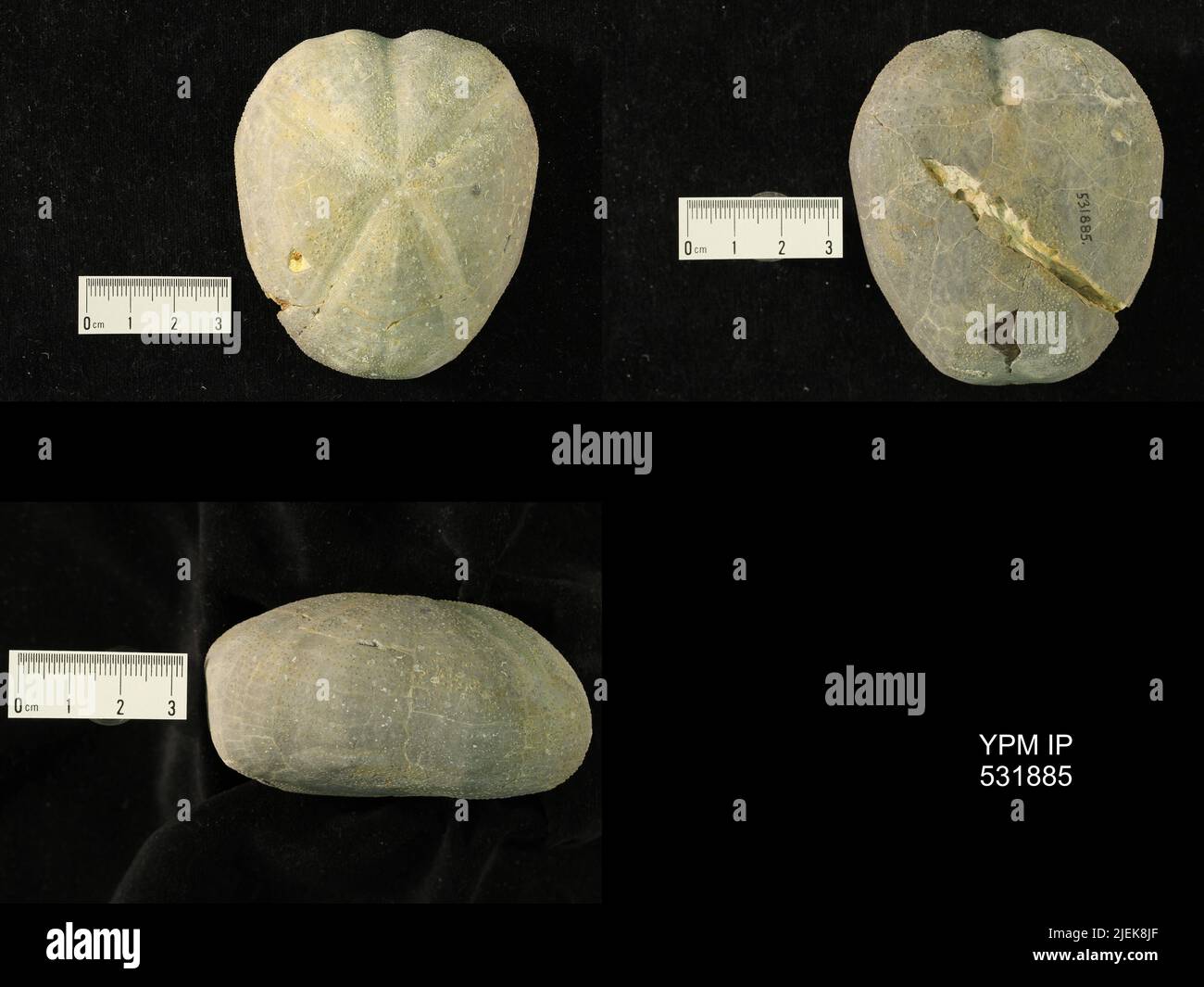 Hemiaster whitei Clark Stock Photo - Alamy