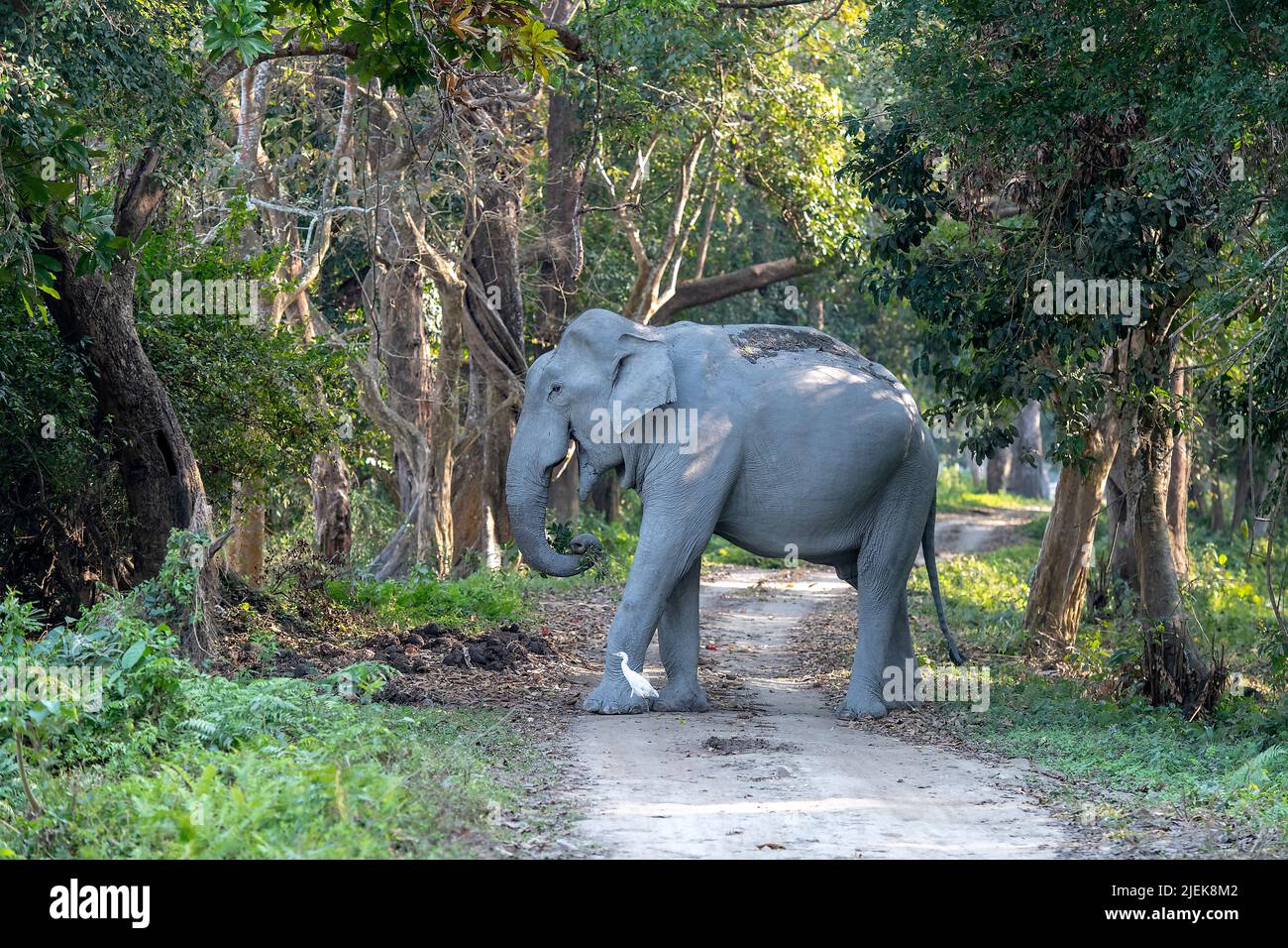 Wild Indian elephant (Elephas maximus indicus) crossing the road in the ...