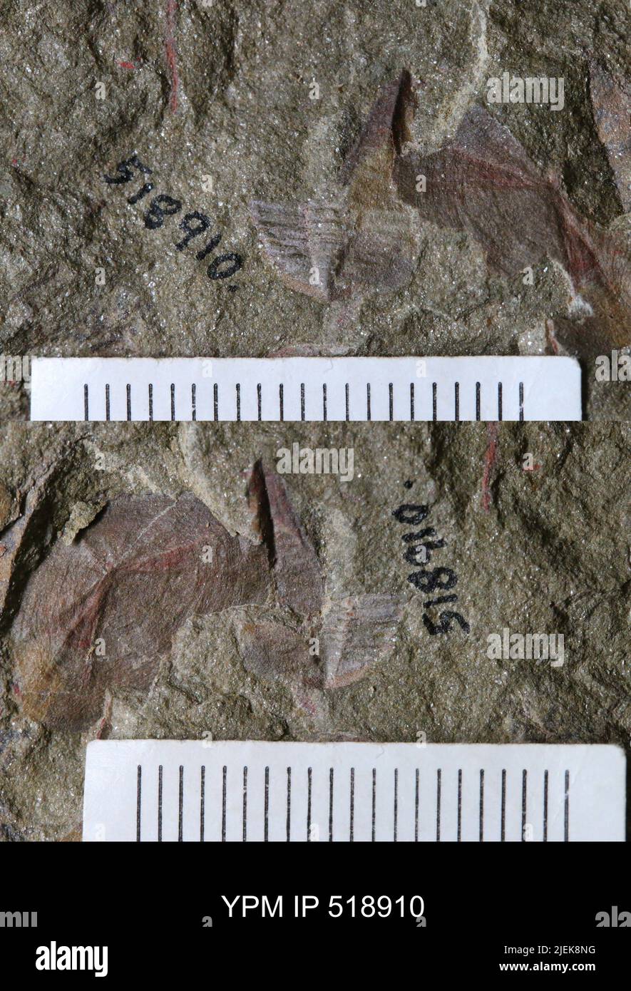 Ampyx sp animalia hi-res stock photography and images - Alamy