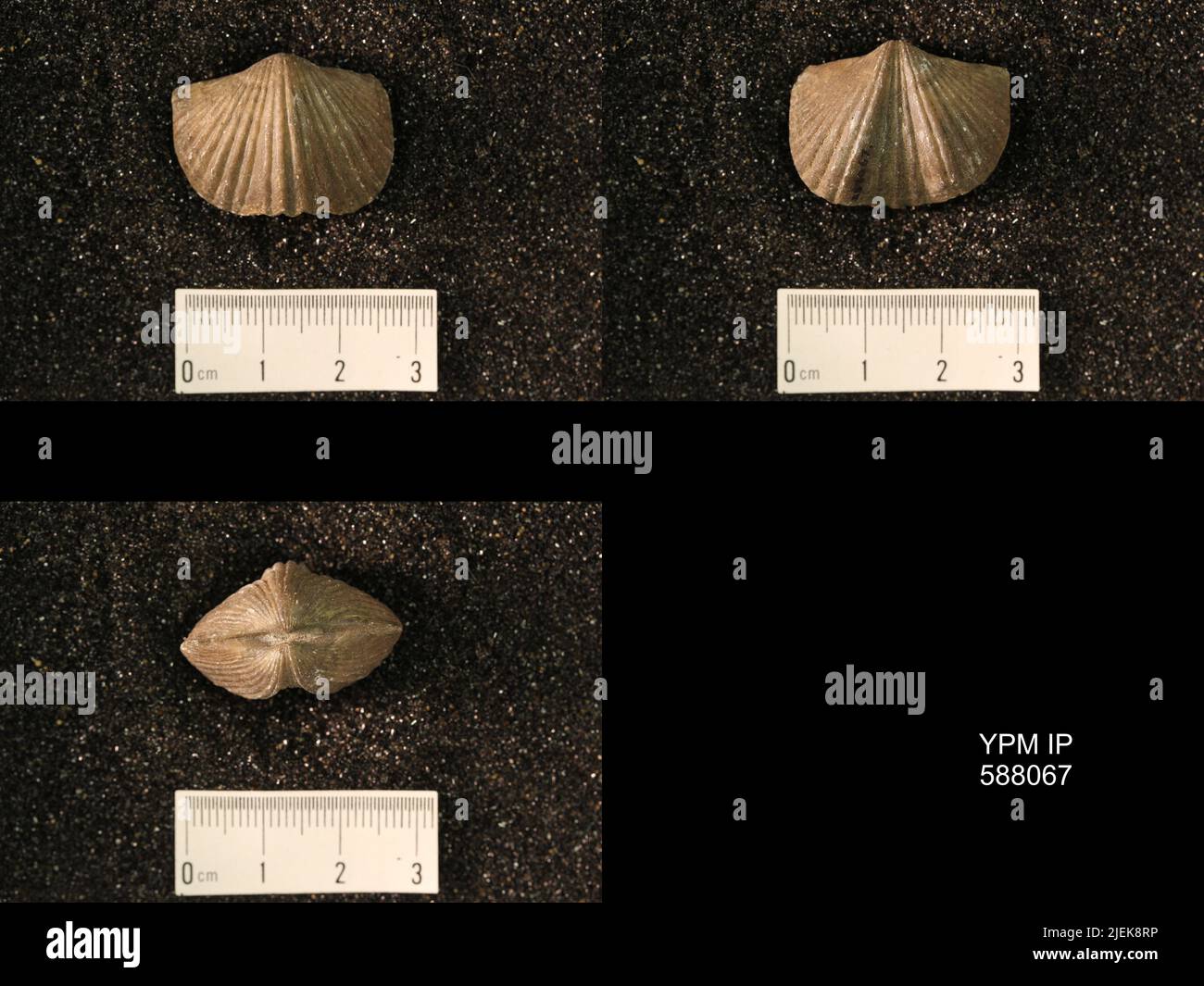 Laticostata hi-res stock photography and images - Alamy