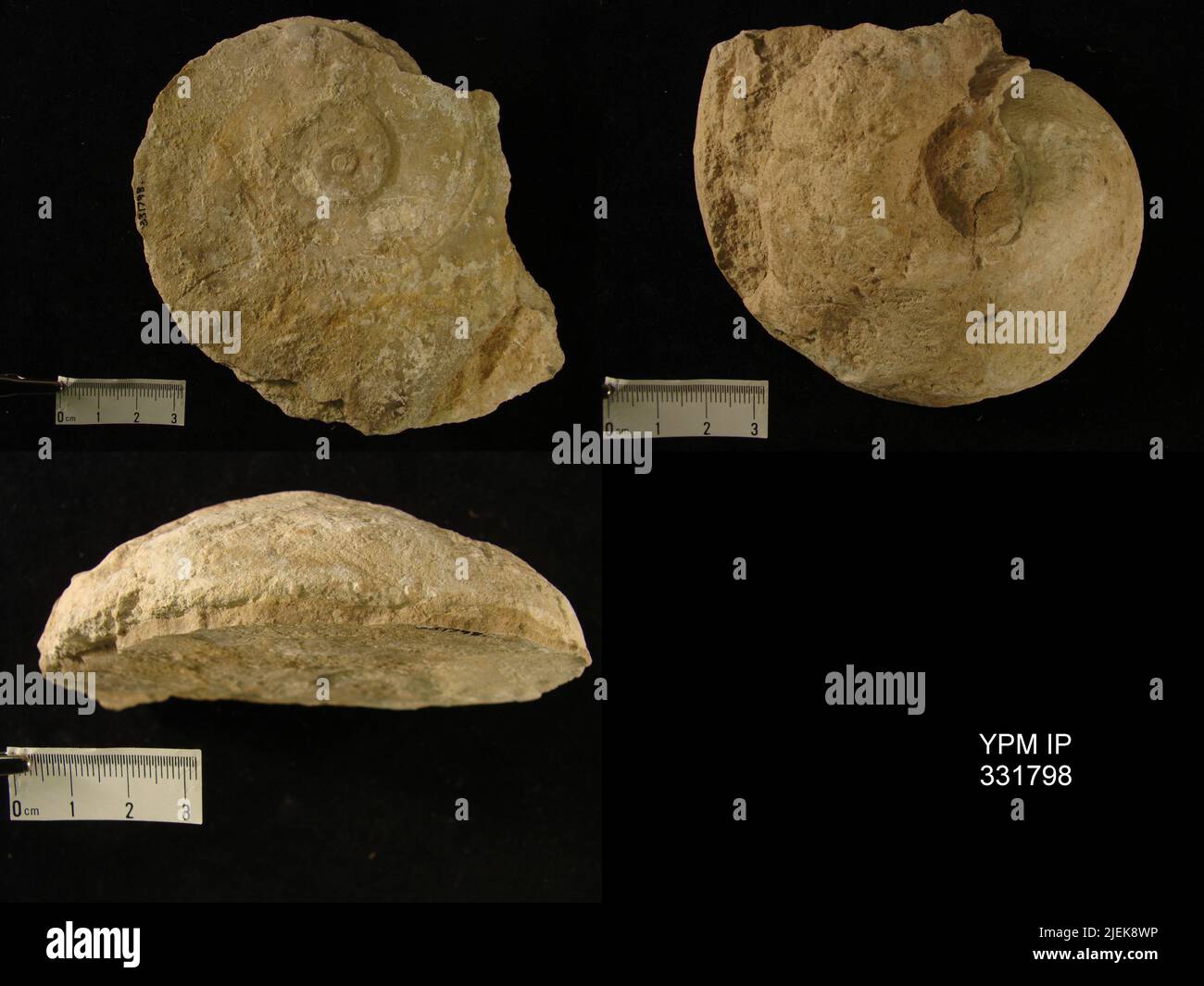 Maclurina manitobensis Whiteaves, 1890 Stock Photo - Alamy