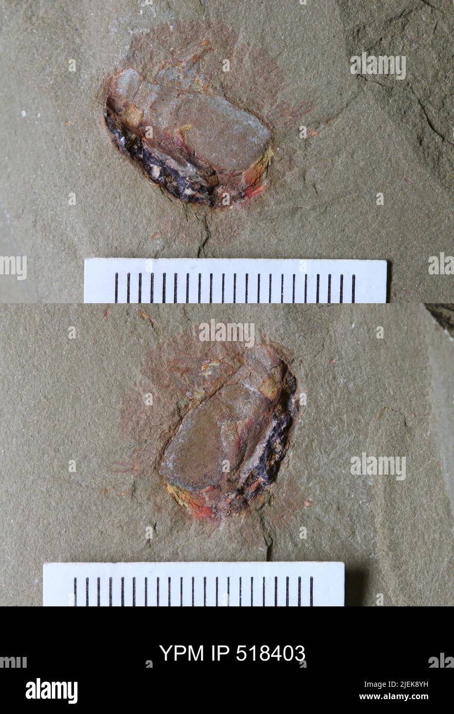 Xiphosurida hi-res stock photography and images - Alamy