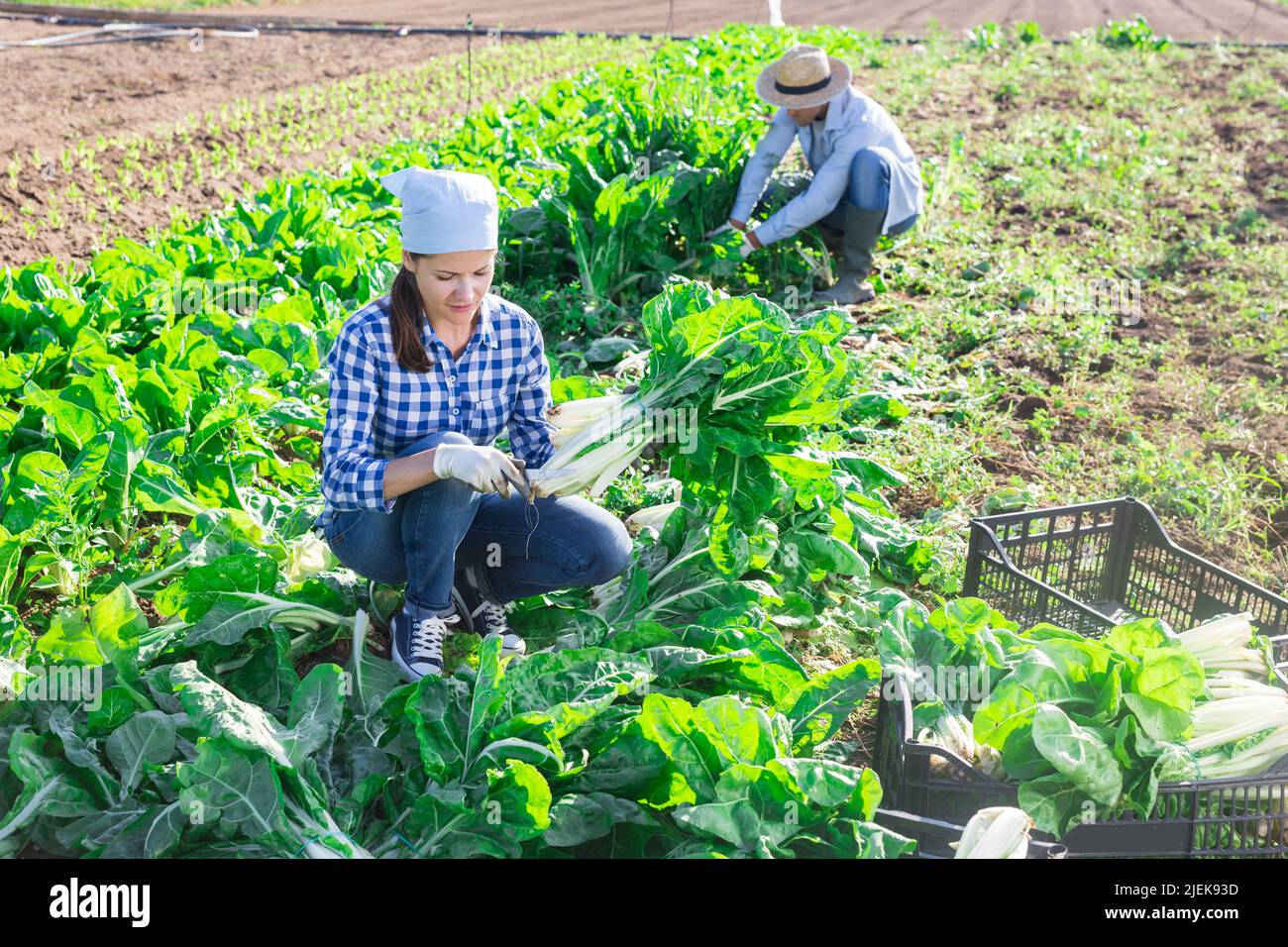 Female amateur gardener picking crop of ripe chard Stock Photo - Alamy