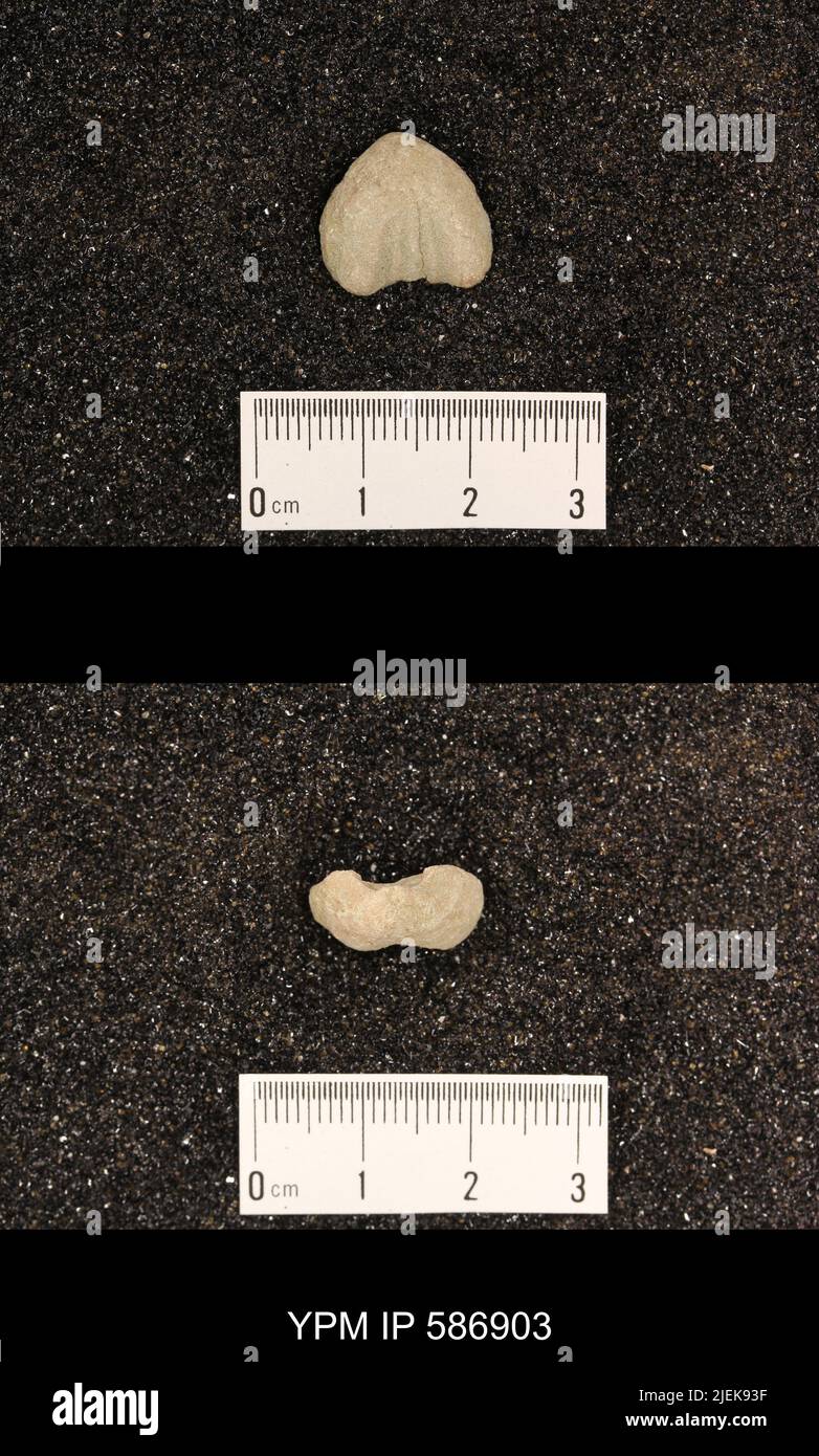 Rhynchotrema capax (Conrad Stock Photo - Alamy