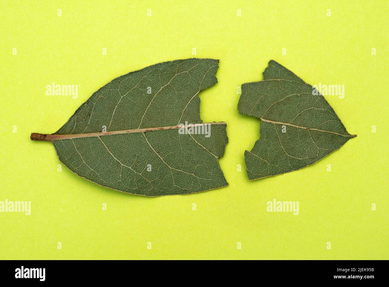 Broken leaf hi-res stock photography and images - Alamy