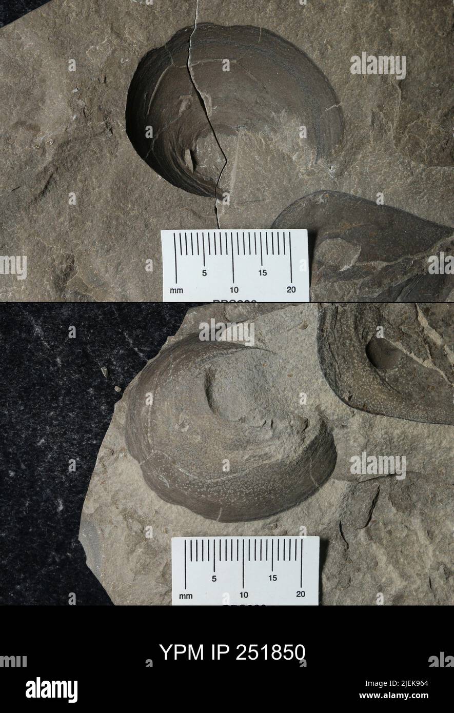 Cephalopod locomotion hi-res stock photography and images - Alamy