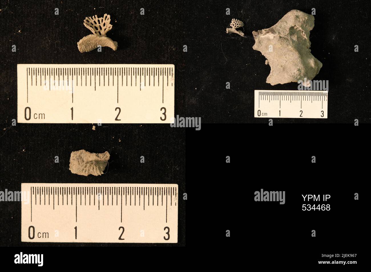 Fenestella sp animalia hi-res stock photography and images - Alamy