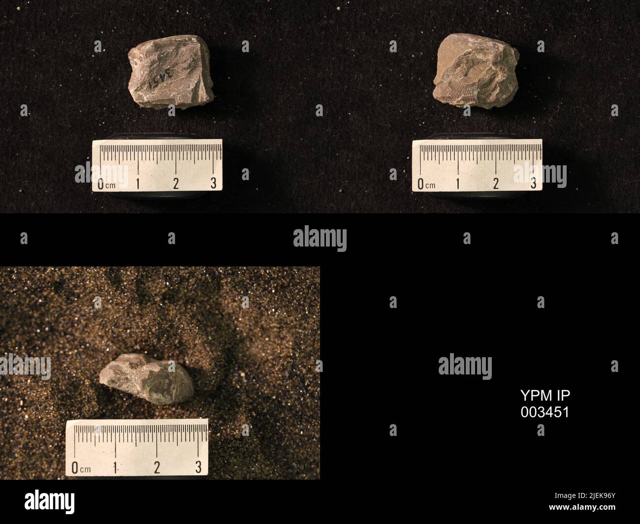 Productus cora d'Orbigny Stock Photo - Alamy