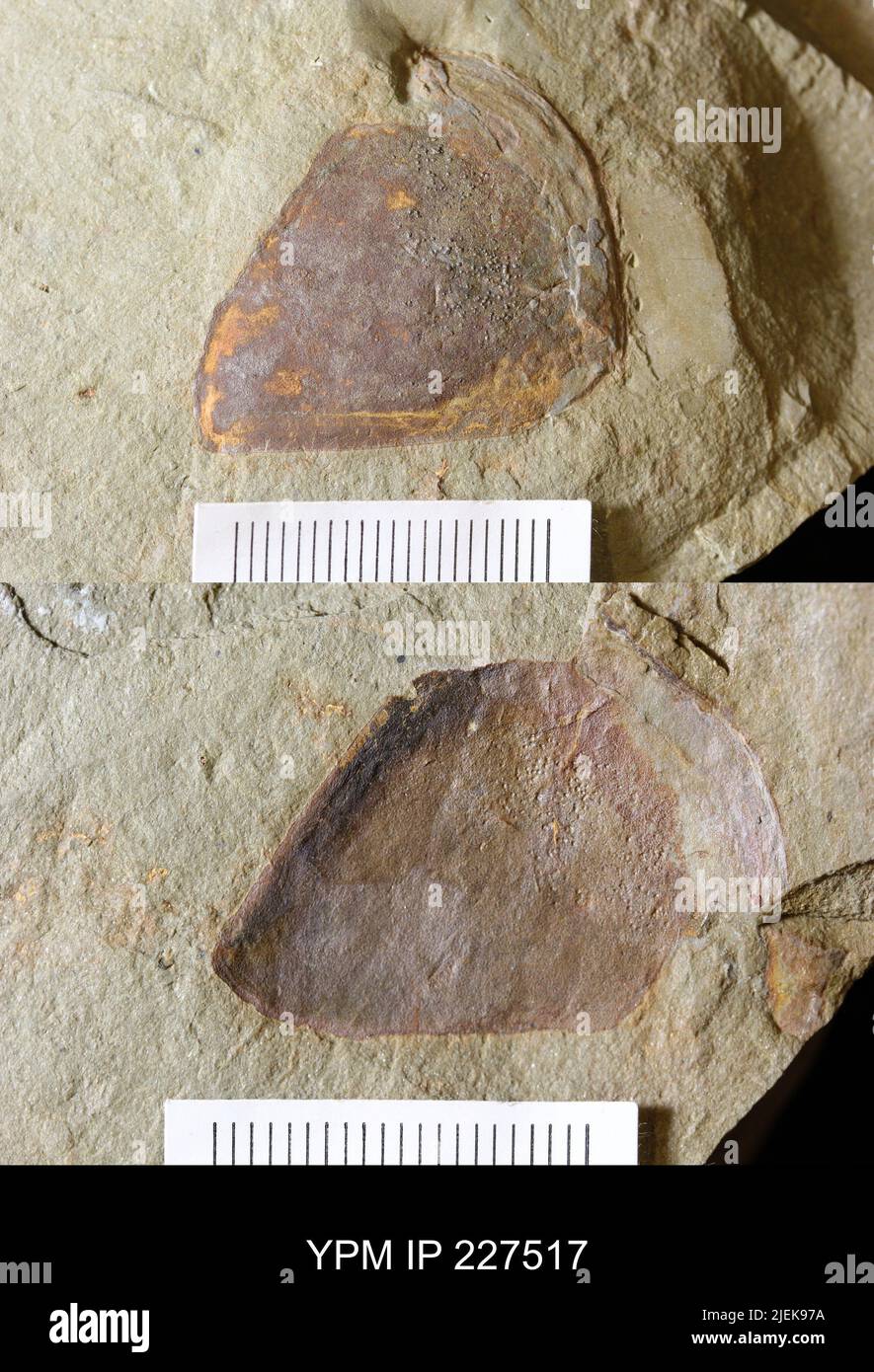 Dinocar hi-res stock photography and images - Alamy