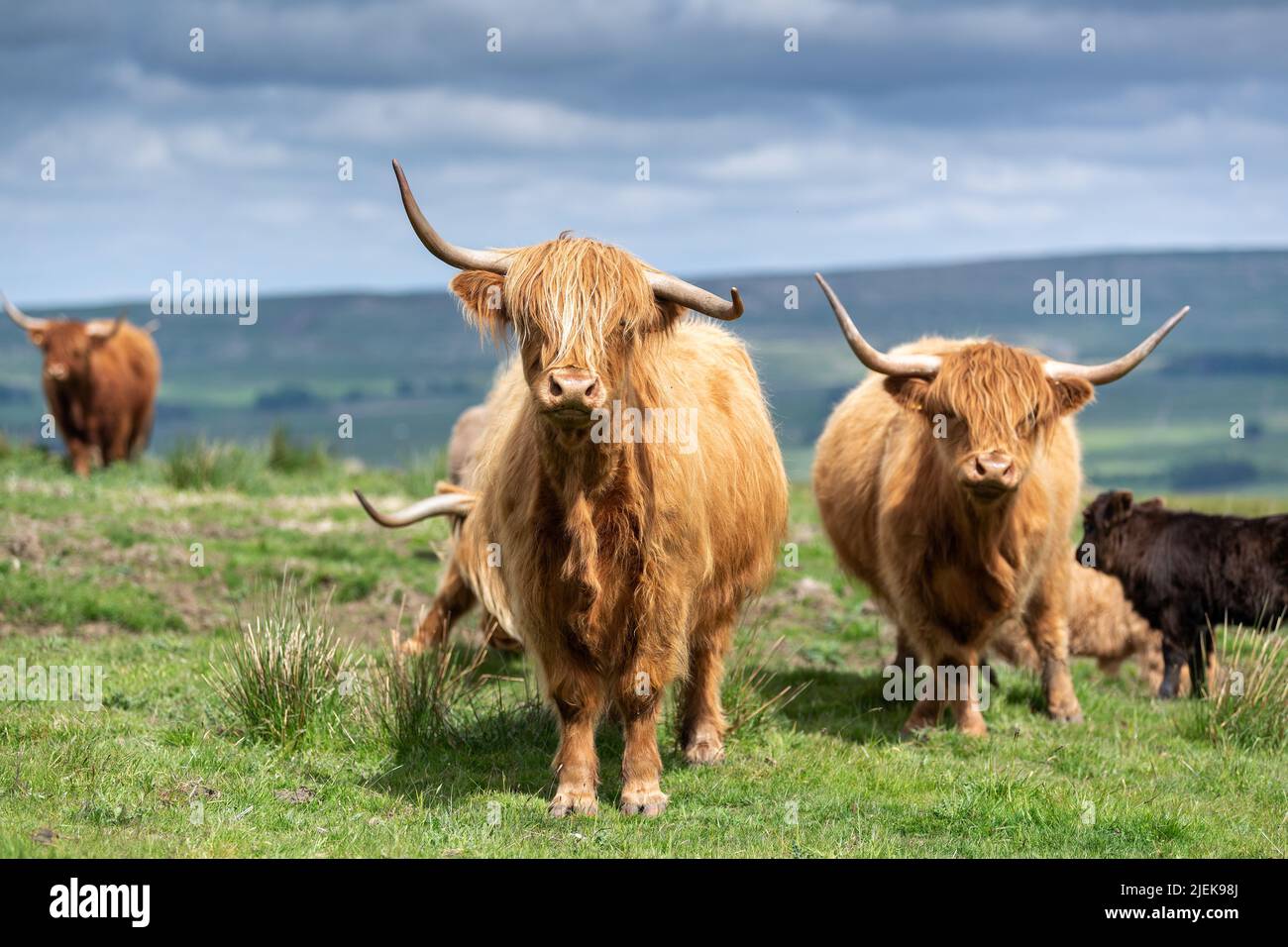 Marginal hill farming hi-res stock photography and images - Alamy