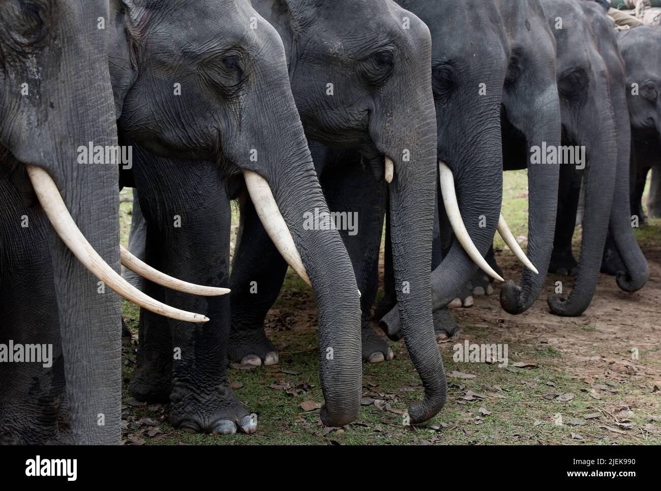 Indian elephants lined up. Kaziranga NP, Assam, India Stock Photo - Alamy