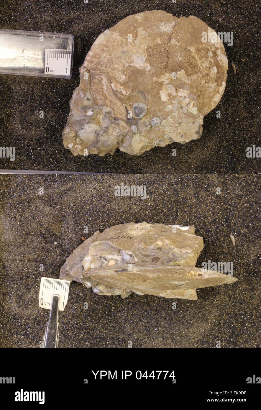 Sphenodiscus lenticularis (Owen Stock Photo - Alamy