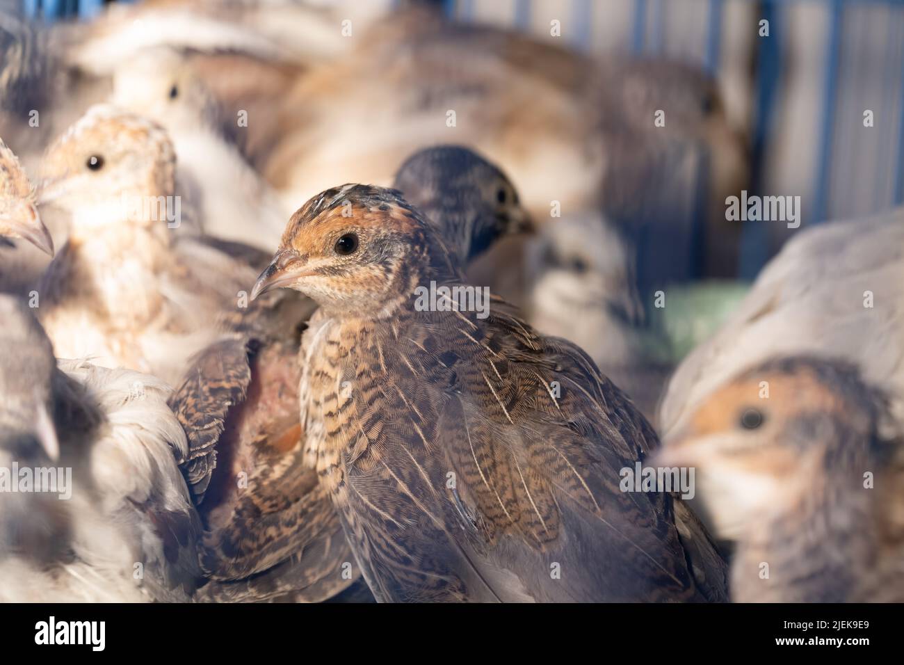 A group of Coturnix lived on a breeding farm, waited for the right time ...