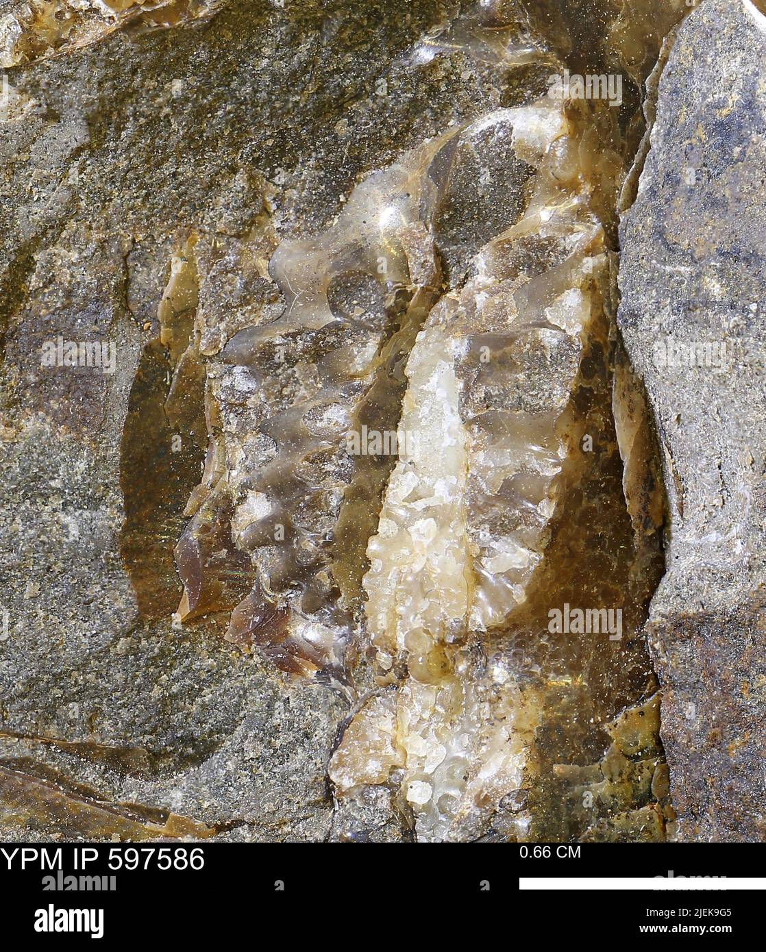 Sphenodiscus hi-res stock photography and images - Alamy