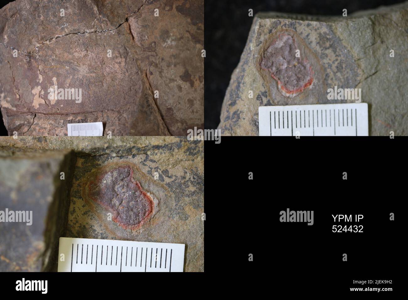 Taxonomic group hi-res stock photography and images - Alamy