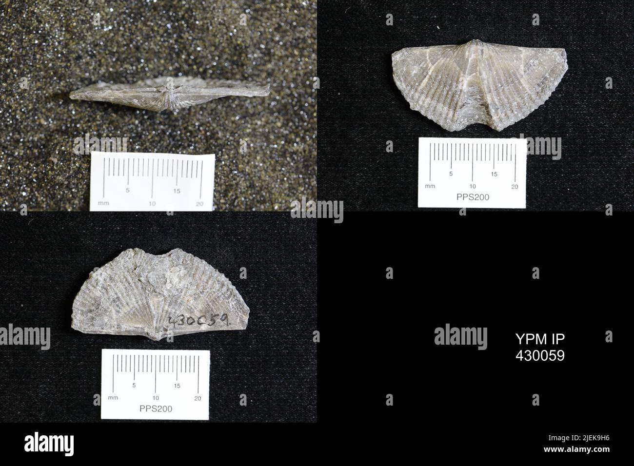 Mucrospirifer hi-res stock photography and images - Alamy