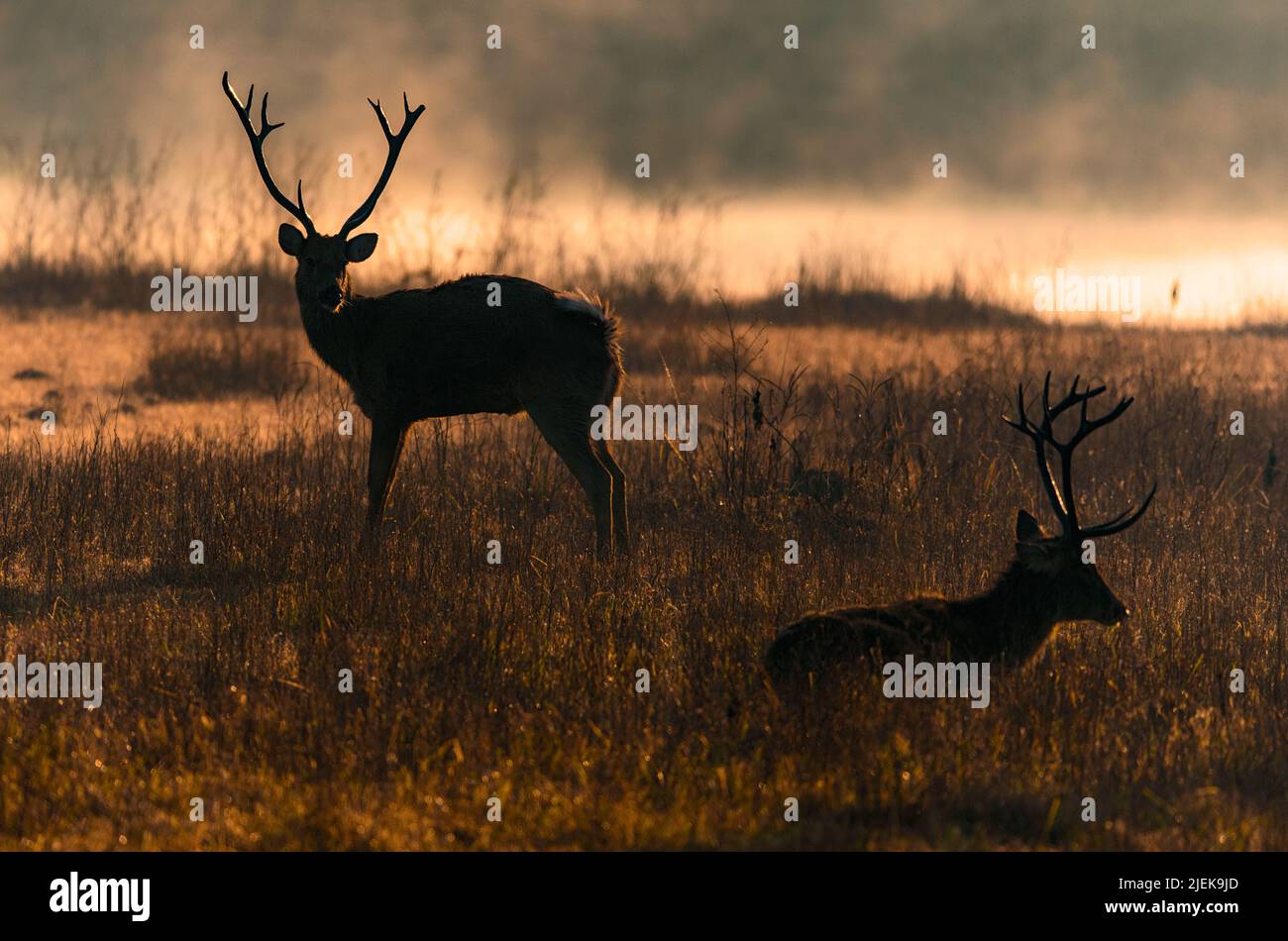 Early morning swamp deers, also known as barasinga (Rucervus duvaucelii ...