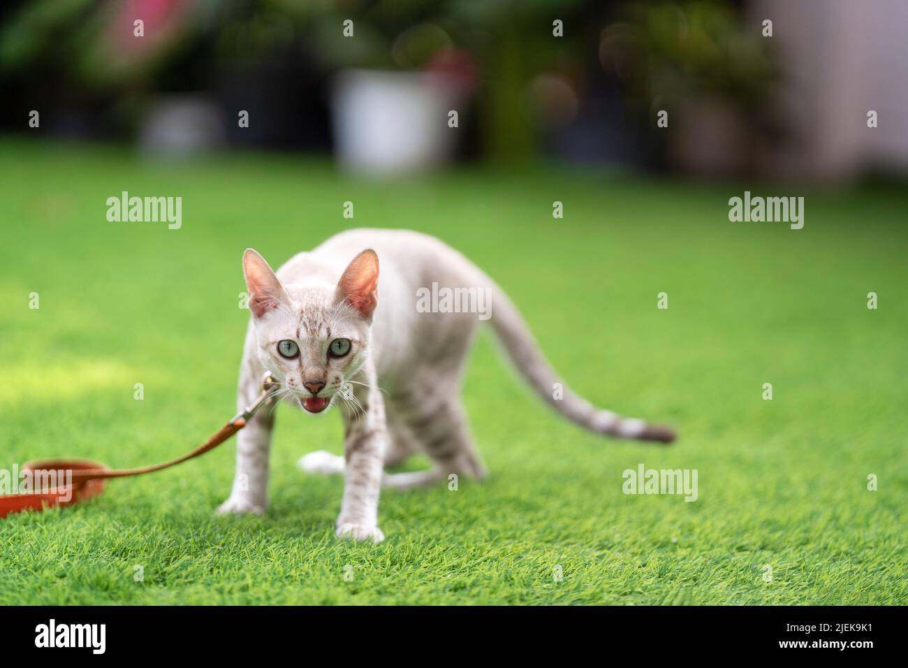 Angry cat is hissing and threatening and looking to camera in the ...