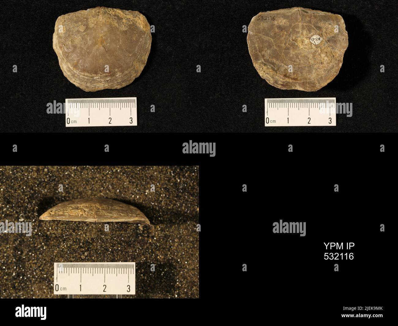 Rafinesquina hi-res stock photography and images - Alamy