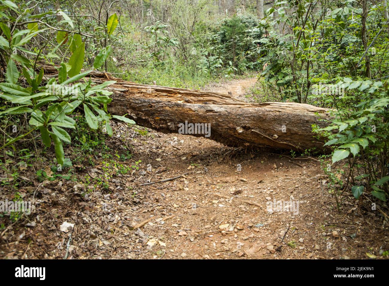a fallen tree which is now a log and obstacle in the footpath in a ...