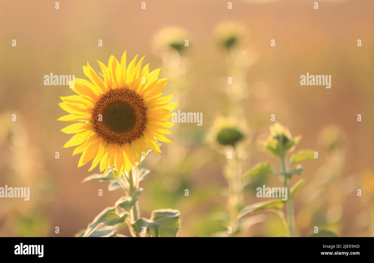 Summer sunflower in warm sun light Stock Photo - Alamy