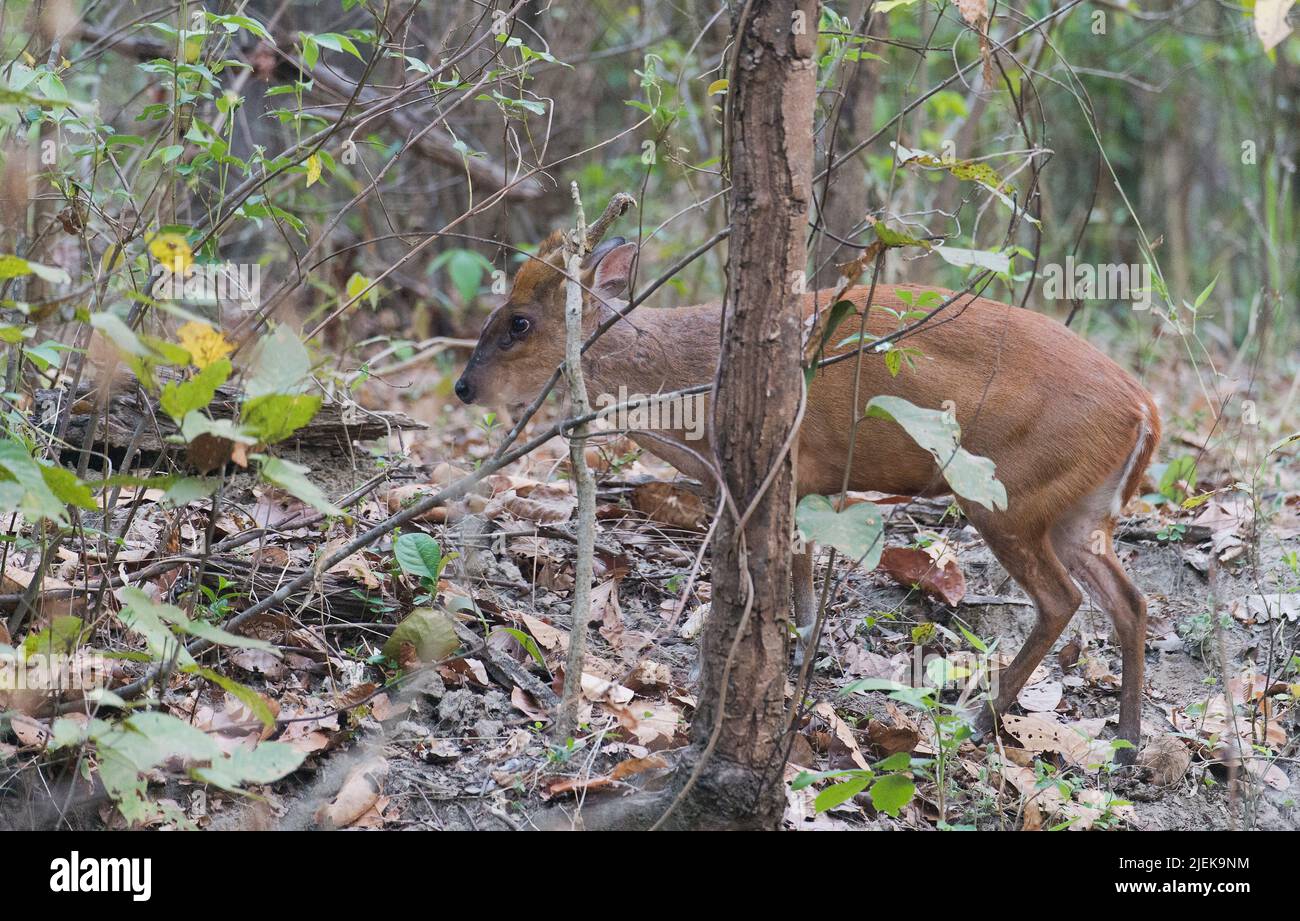 Indian muntjac (barking deer, Muntiacus muntjak), from Kanha National ...