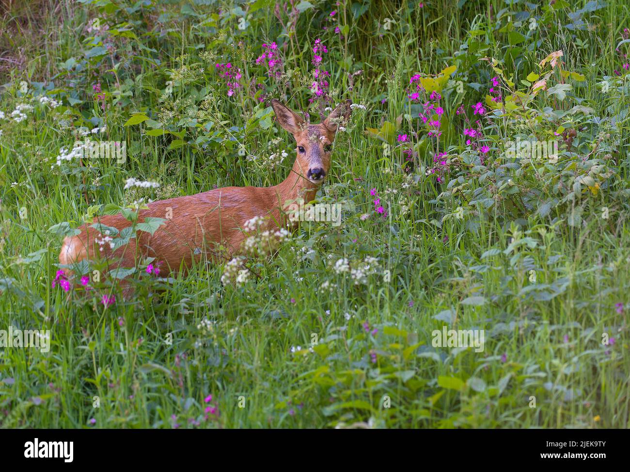 An European roe deer (Capreolus capreolus) feeds in a flowe field in ...