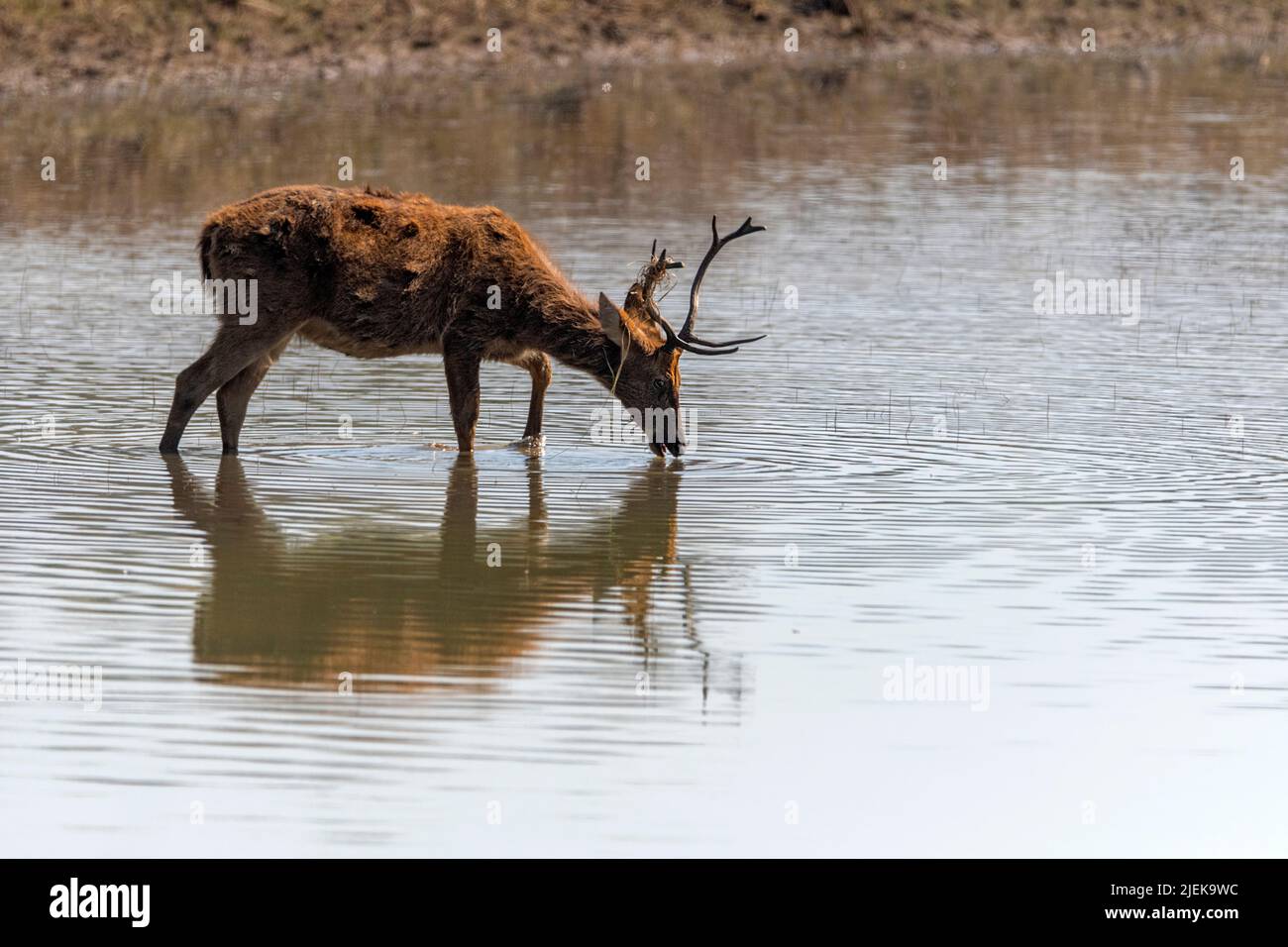Swamp deer, also known as barasinga (Rucervus duvaucelii), feeding in ...