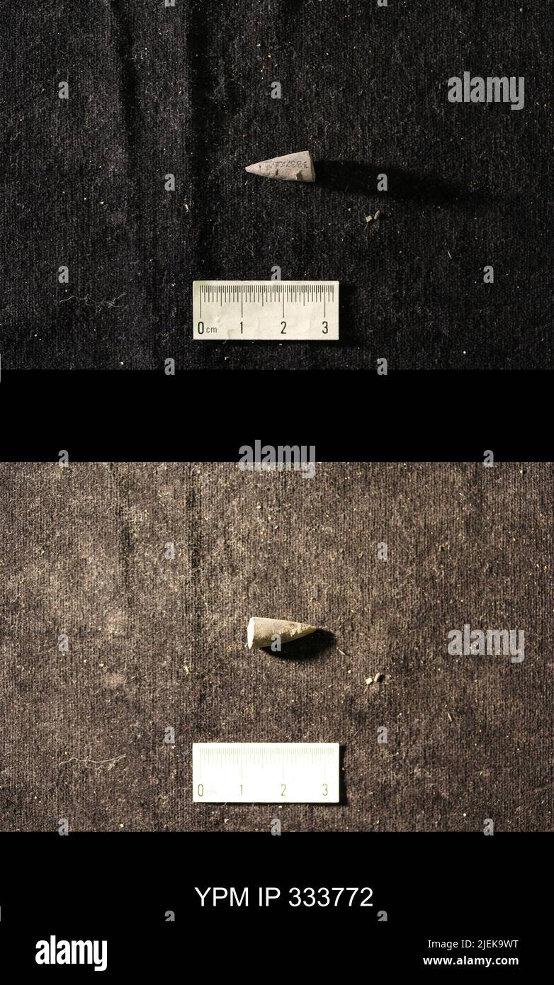 Belemnitida hi-res stock photography and images - Alamy