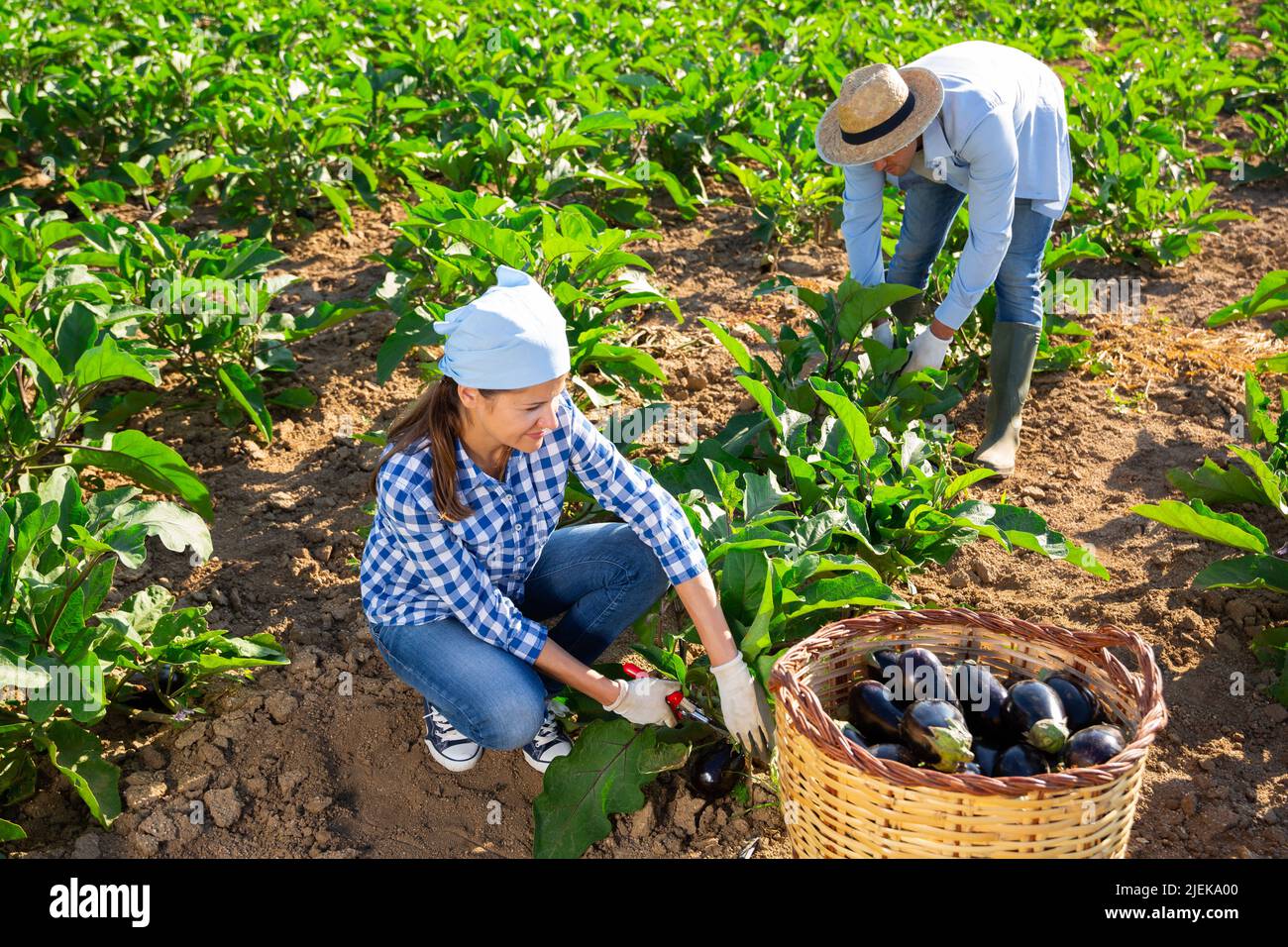 Female gardener picking crop of eggplants in garden Stock Photo - Alamy
