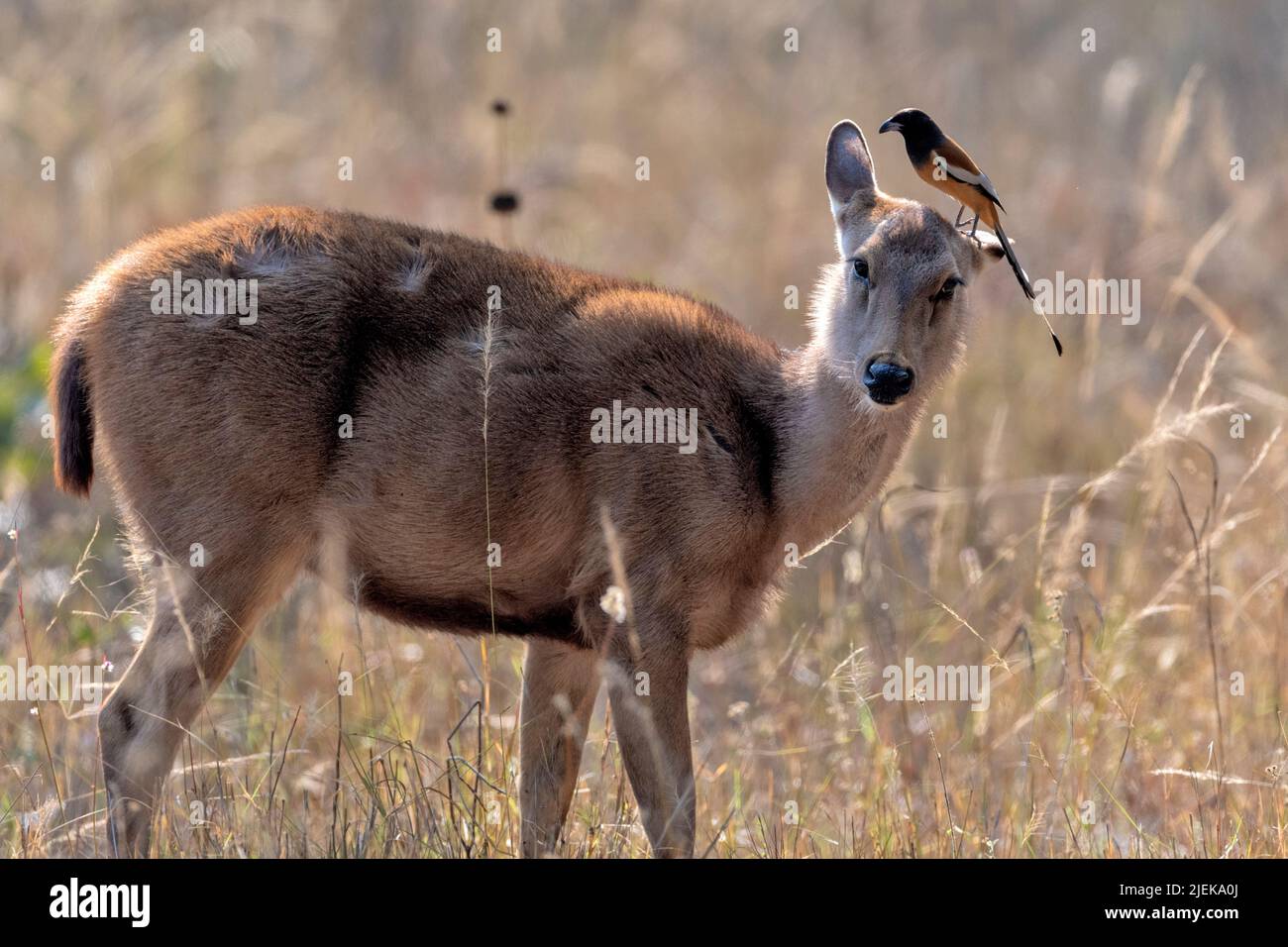 Female sambar deer (Rusa unicolor) with Rufous treepie (Dendrocitta ...