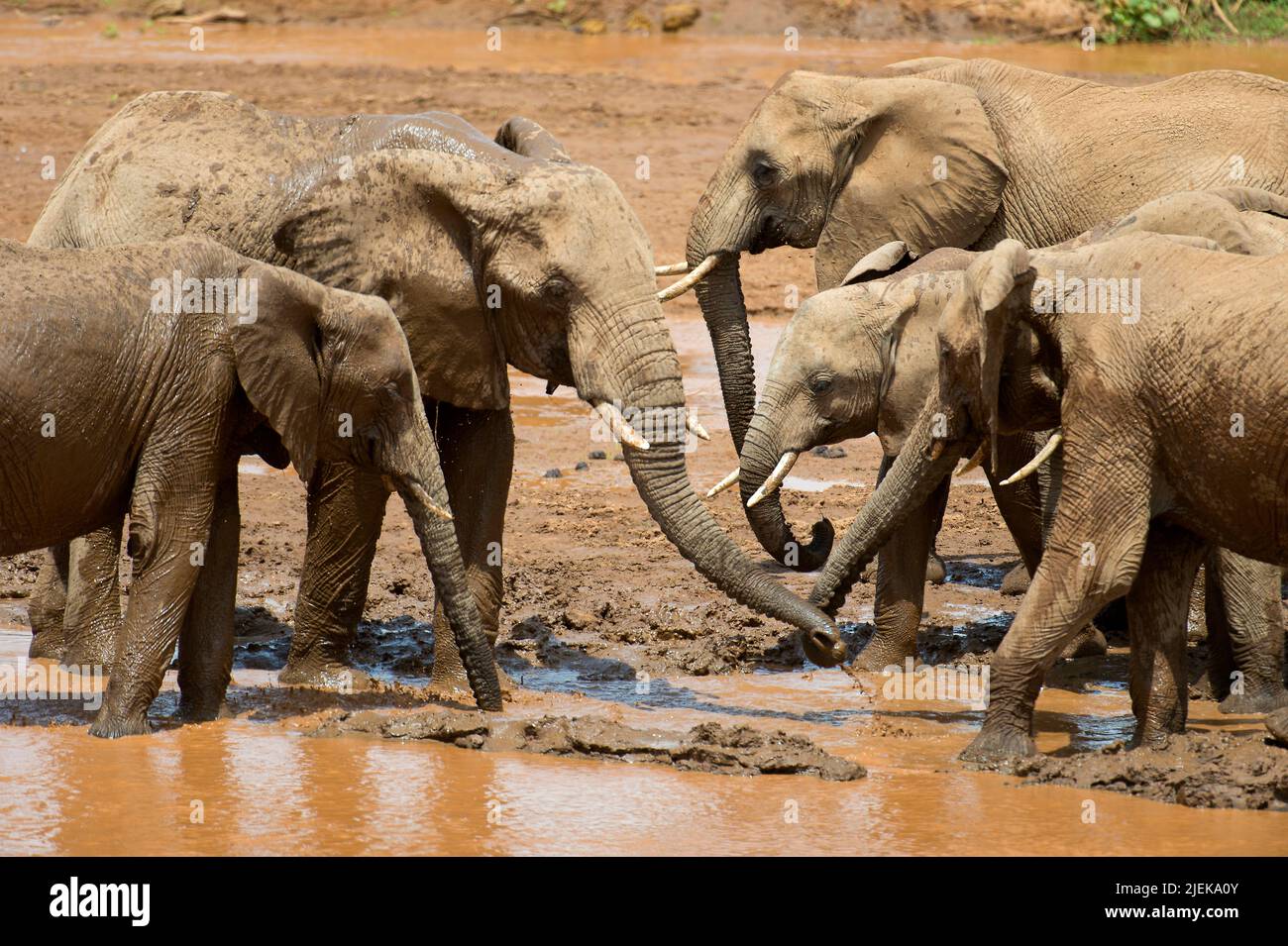 Elephants drinking by the river hi-res stock photography and images - Alamy