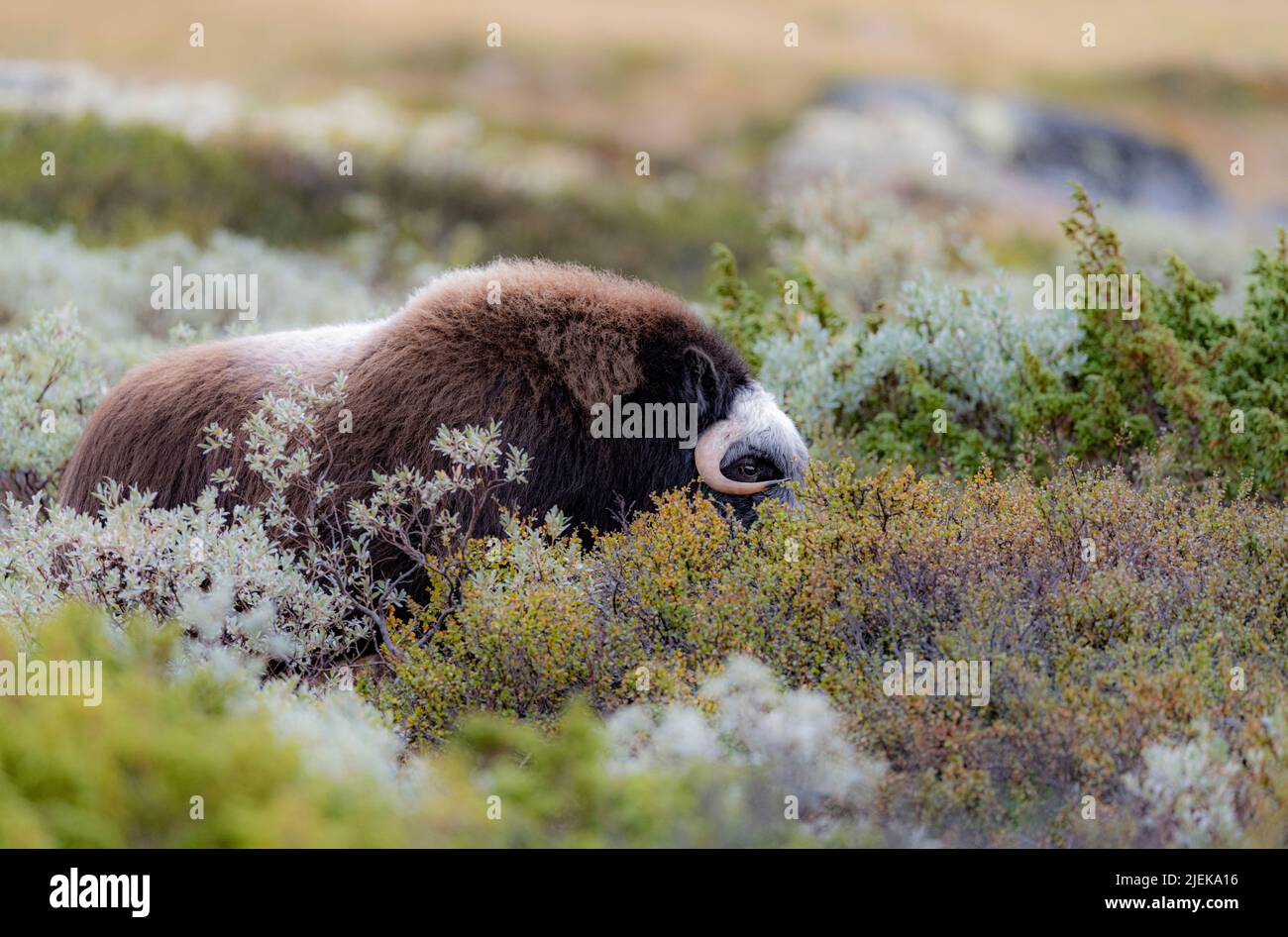 Male muskox (Ovibos moschatus) feeding in dense vegetation at ...