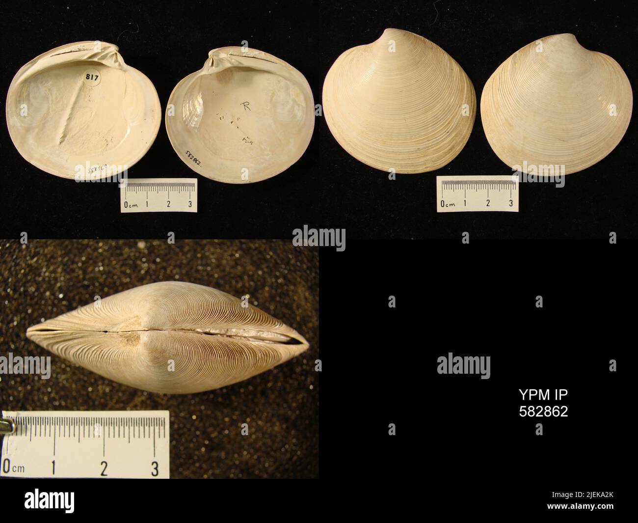 Dosinia discus (Reeve, 1850 Stock Photo - Alamy