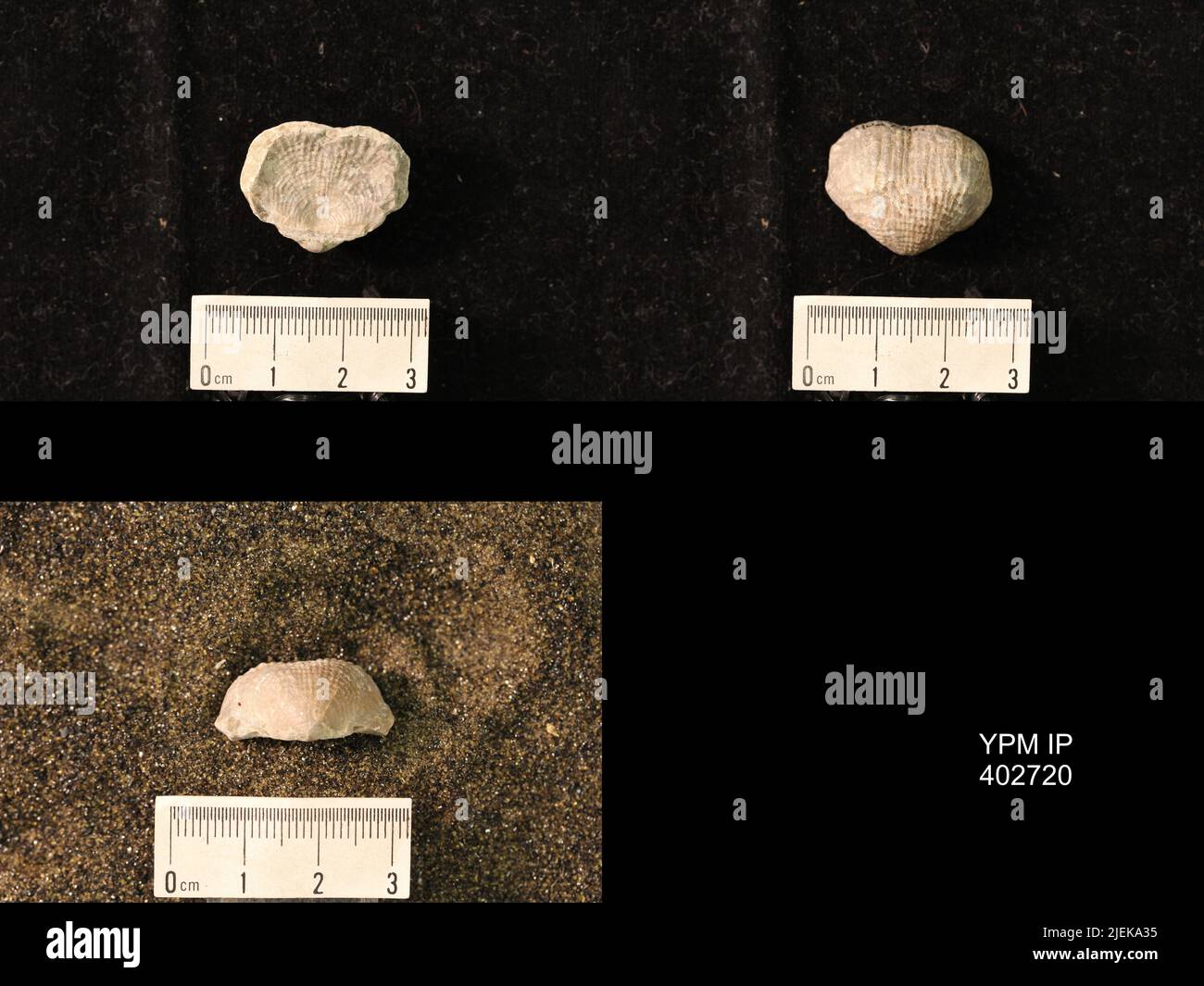 Brachiopod shells hi-res stock photography and images - Alamy