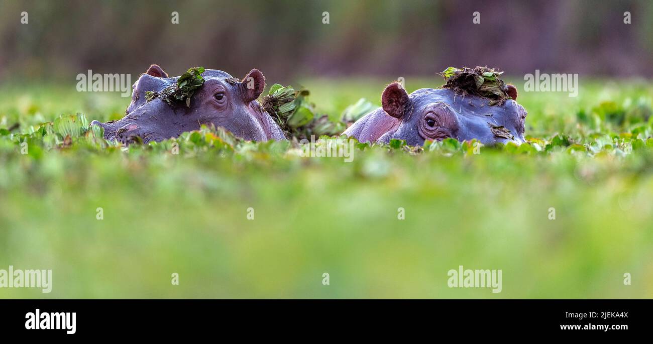 Hippos (Hippopotamus amphibius) submerged in a pool covered with water ...
