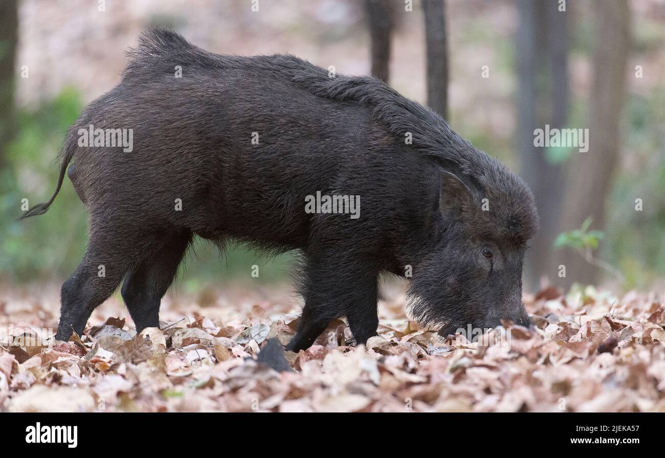 Wild pig (Sus scrofa) feeding on fallen fruits among dry leaves in ...