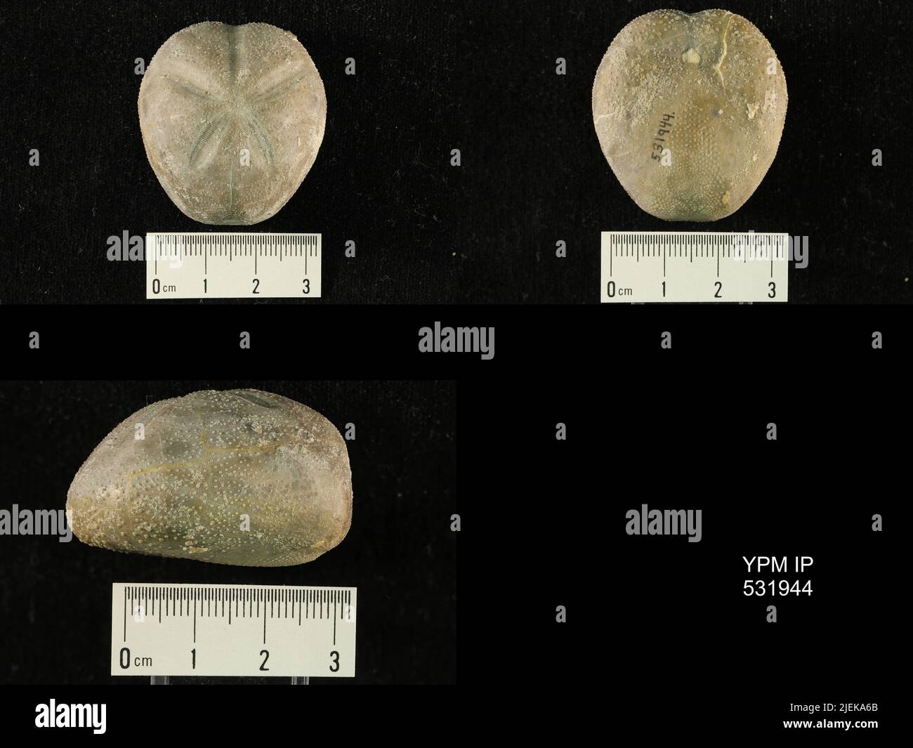 1893 animalia hi-res stock photography and images - Alamy