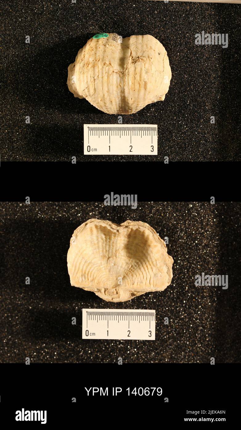 Productus (Dictyoclostus) indicus Stock Photo - Alamy
