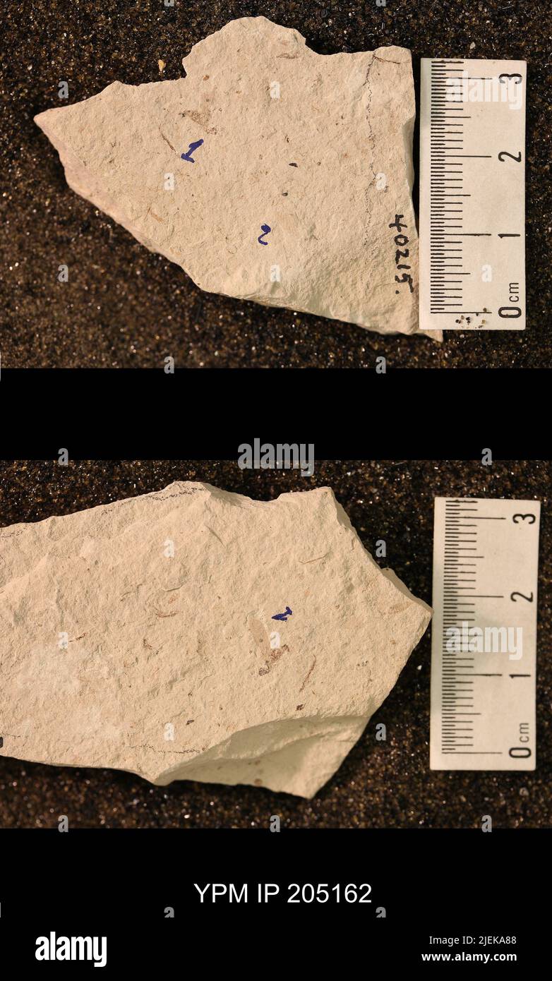 Order blattaria hi-res stock photography and images - Alamy