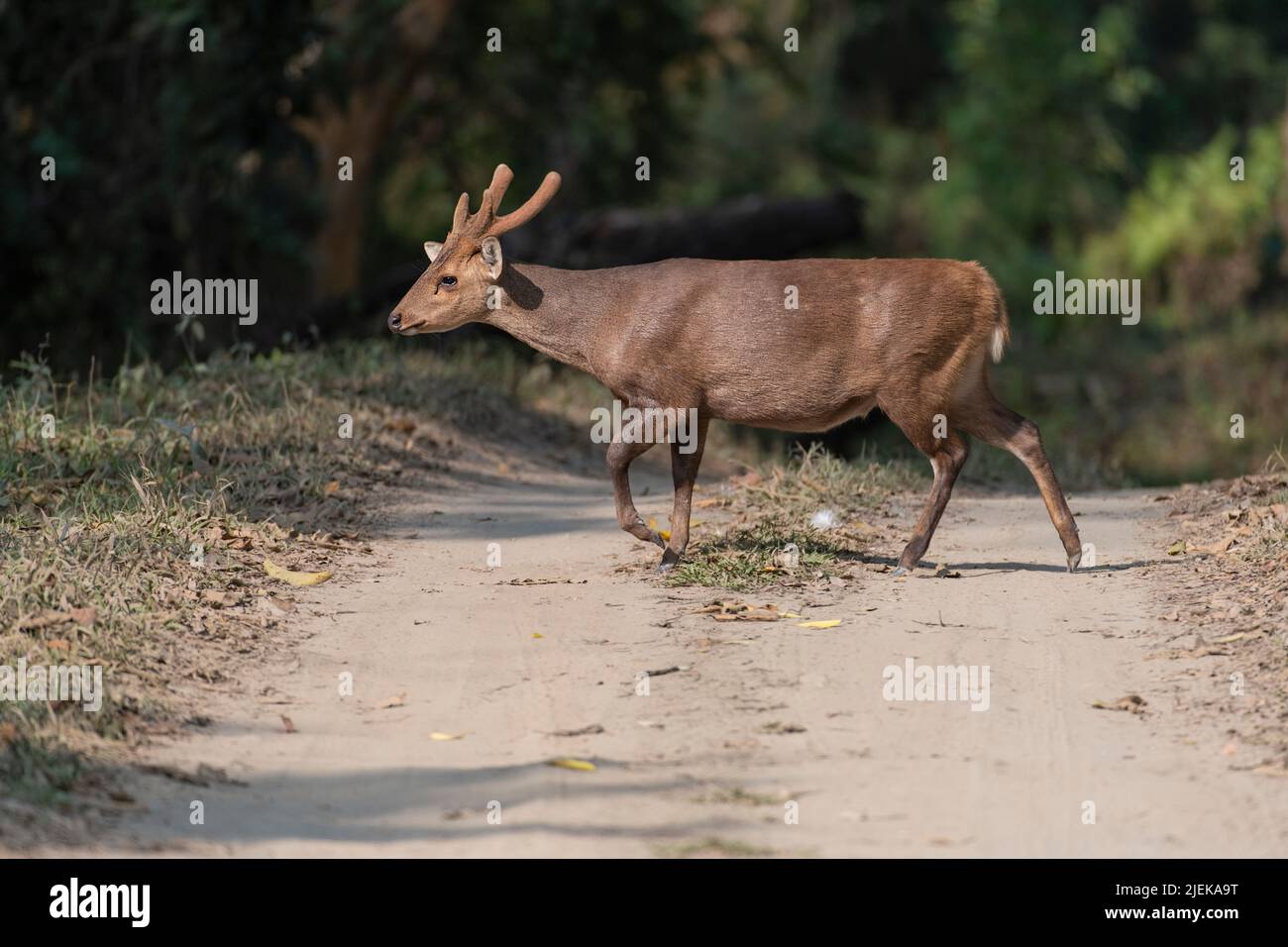 Indian hog deer (Hyelaphus porcinus) crossing the road in Kaziranga ...