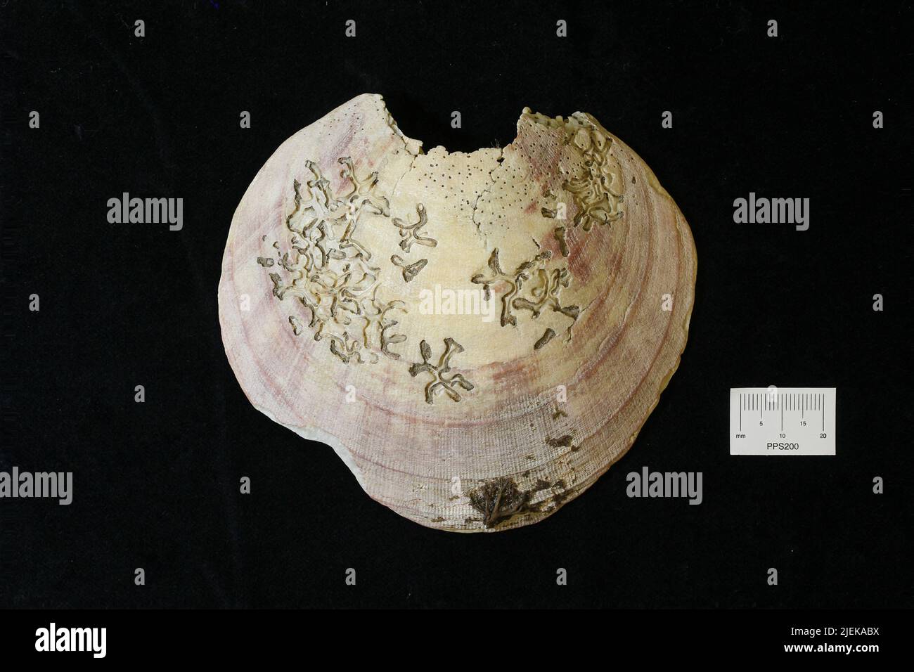 Entobia isp.; borings on pectin; large and small Stock Photo - Alamy