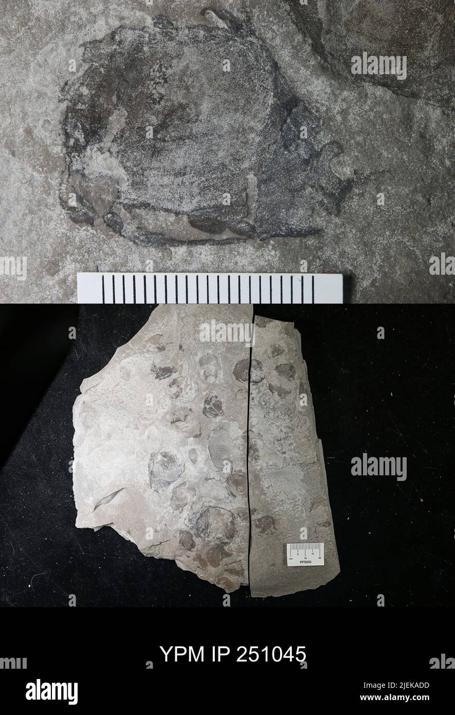 Cephalopods nervous system hi-res stock photography and images - Alamy