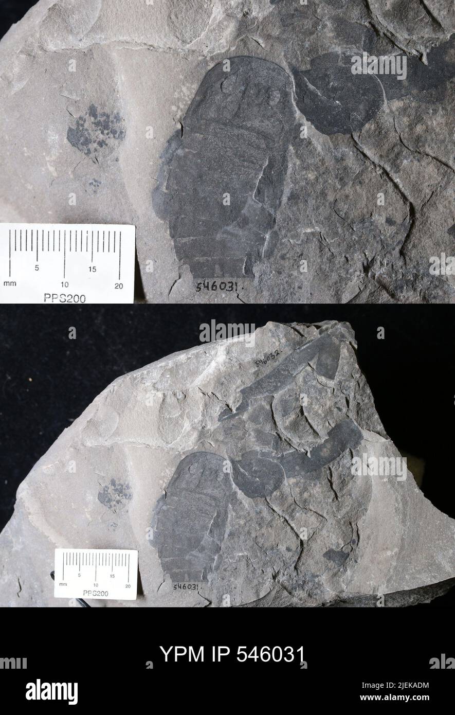 Eurypterus sp animalia hi-res stock photography and images - Alamy