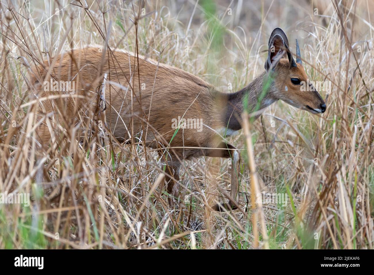 Common duiker (Sylvicapra grimmia) from Kruger NP, South Africa Stock ...