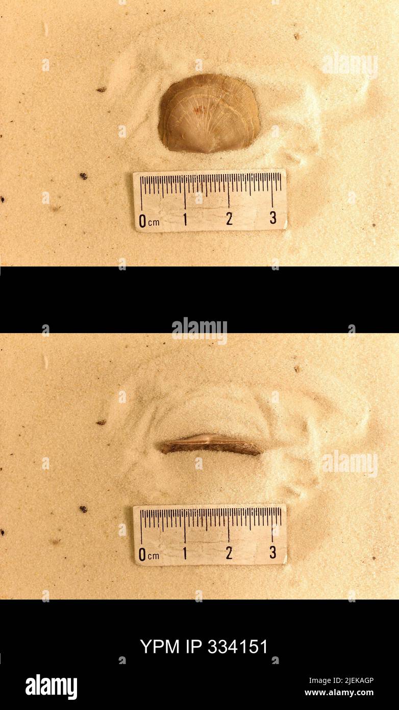 Rafinesquina hi-res stock photography and images - Alamy