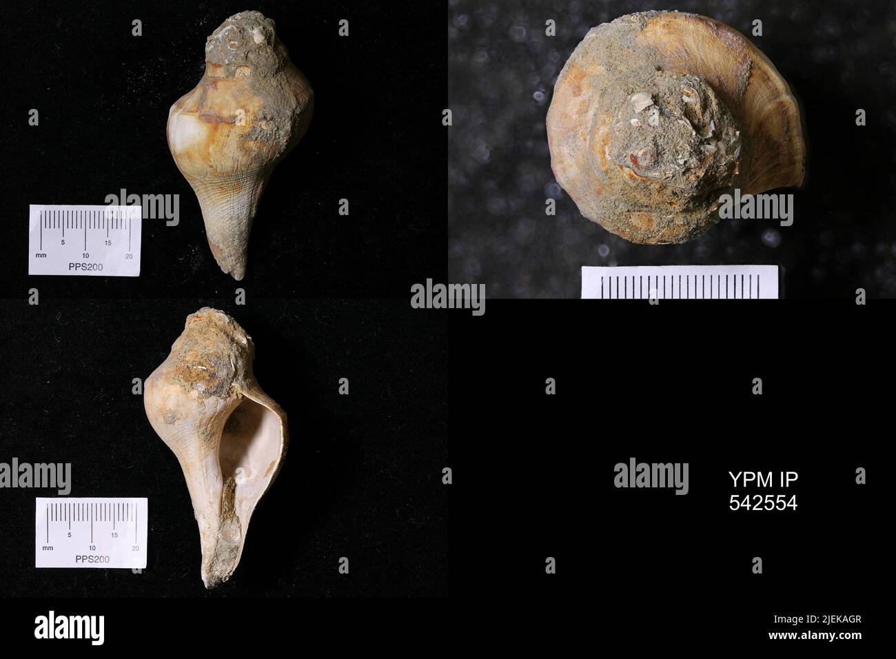 Fusiforme hi-res stock photography and images - Alamy