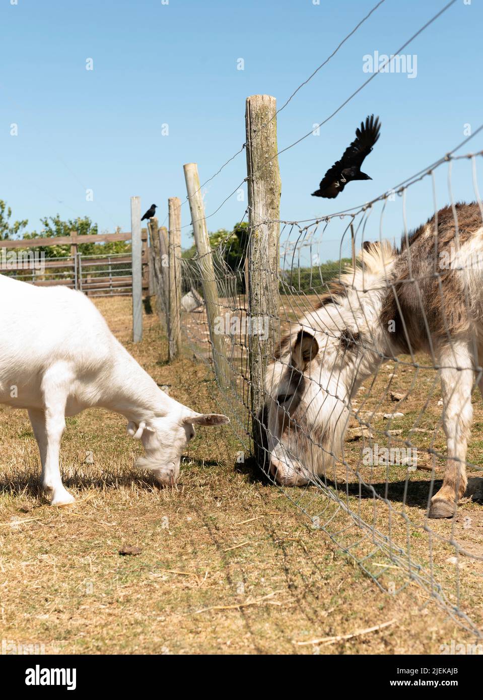 Goat and donkey with jackdaws in the background Stock Photo - Alamy